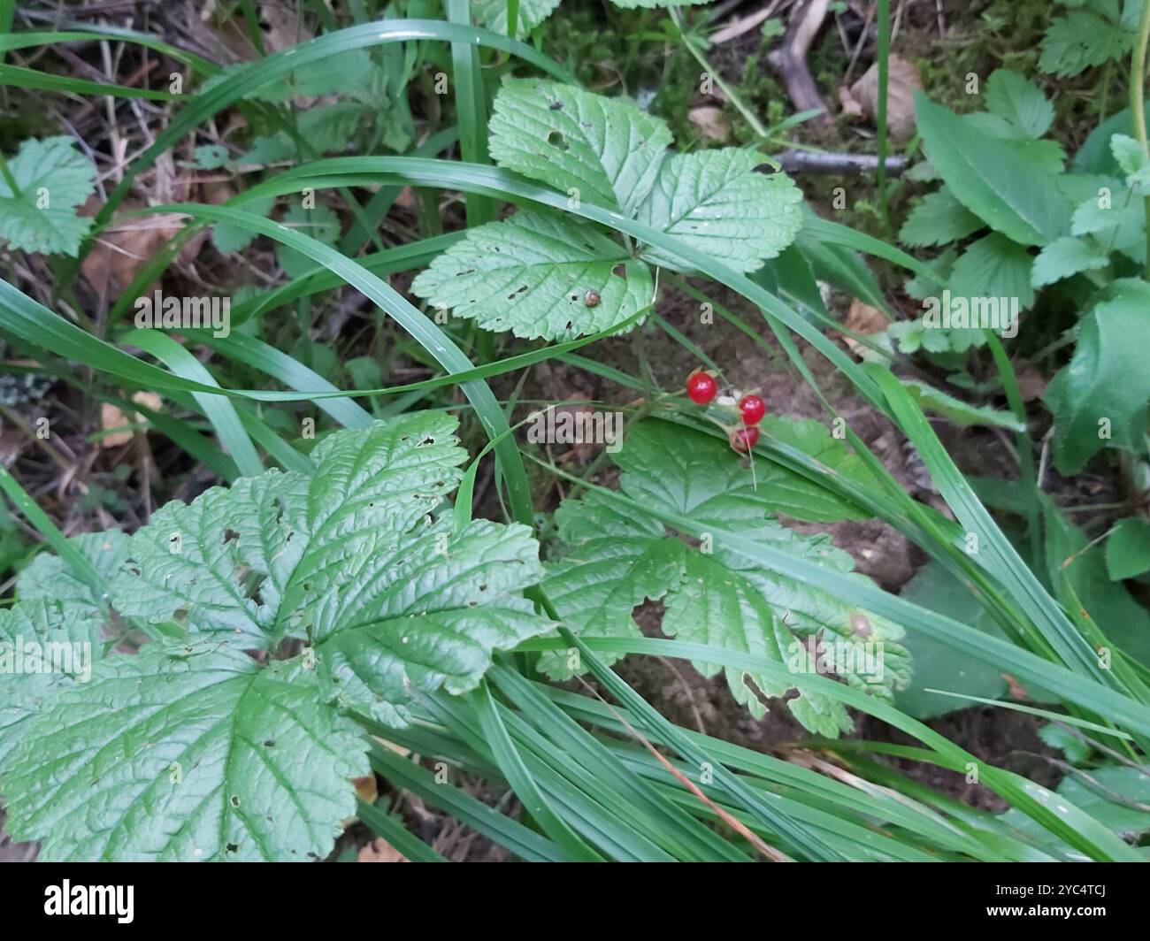 Stone Bramble (Rubus saxatilis) Plantae Stock Photo - Alamy