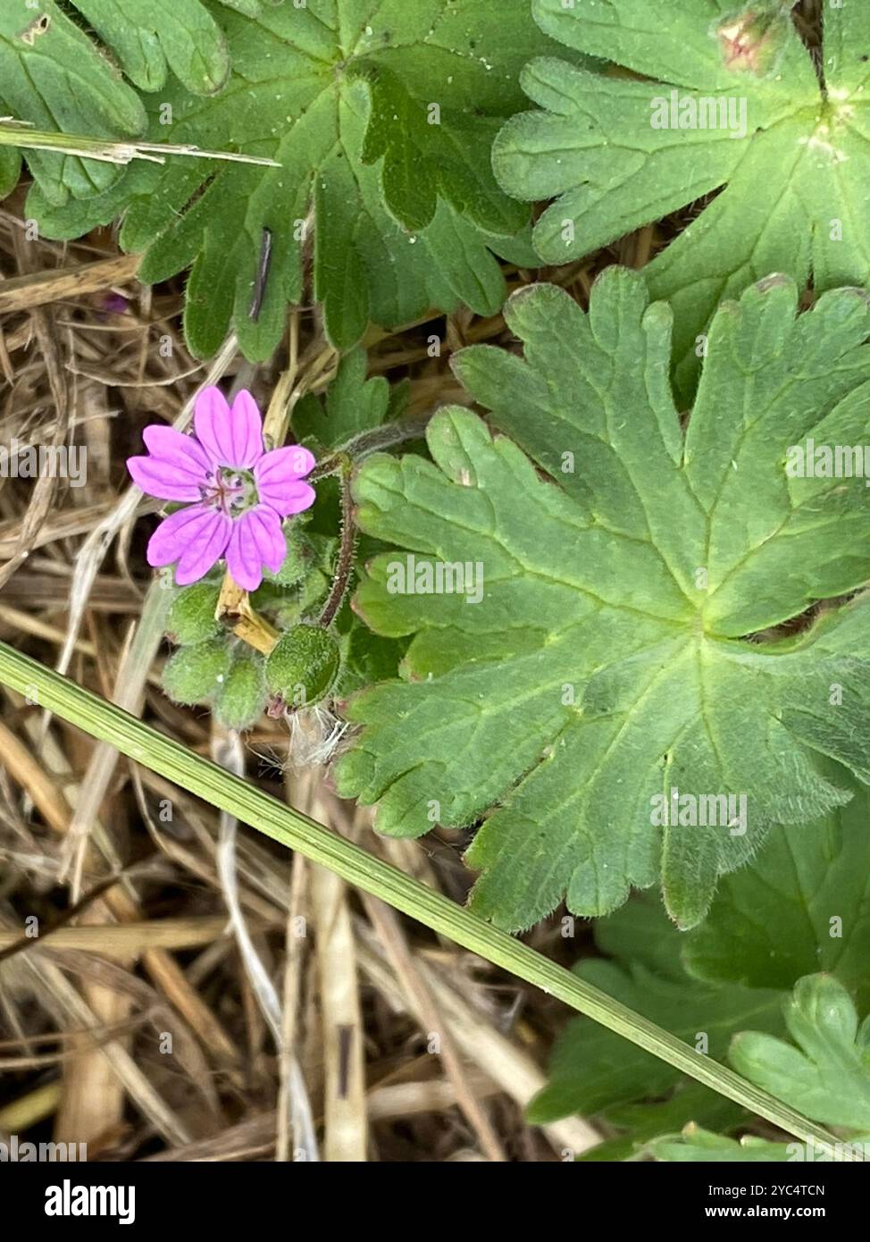 Dove's-foot crane's-bill (Geranium molle) Plantae Stock Photo - Alamy