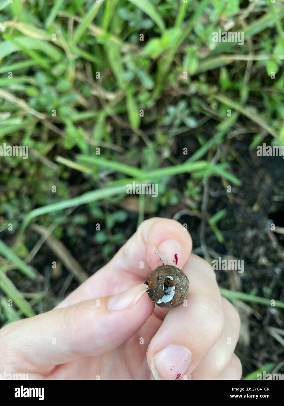 Red-rimmed Melania (Melanoides tuberculata) Mollusca Stock Photo - Alamy