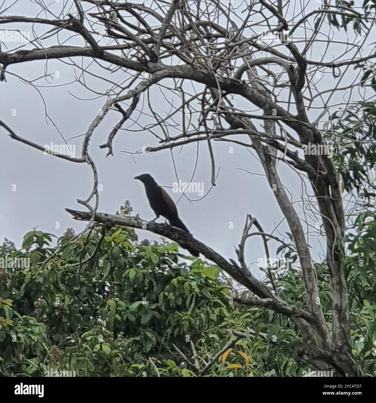 Greater Coucal (Centropus sinensis) Aves Stock Photo - Alamy