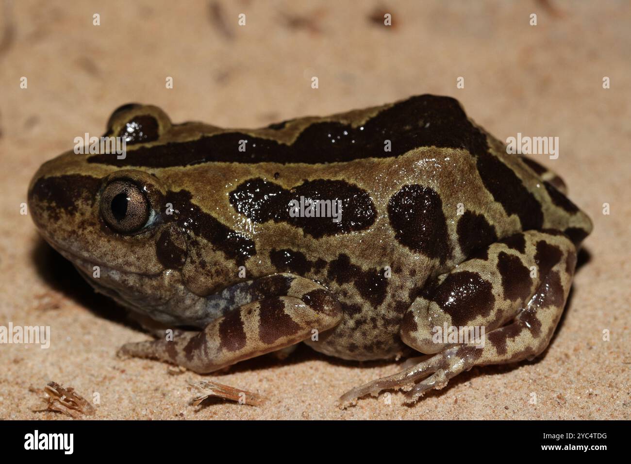 Senegal Running Frog (Kassina senegalensis) Amphibia Stock Photo - Alamy