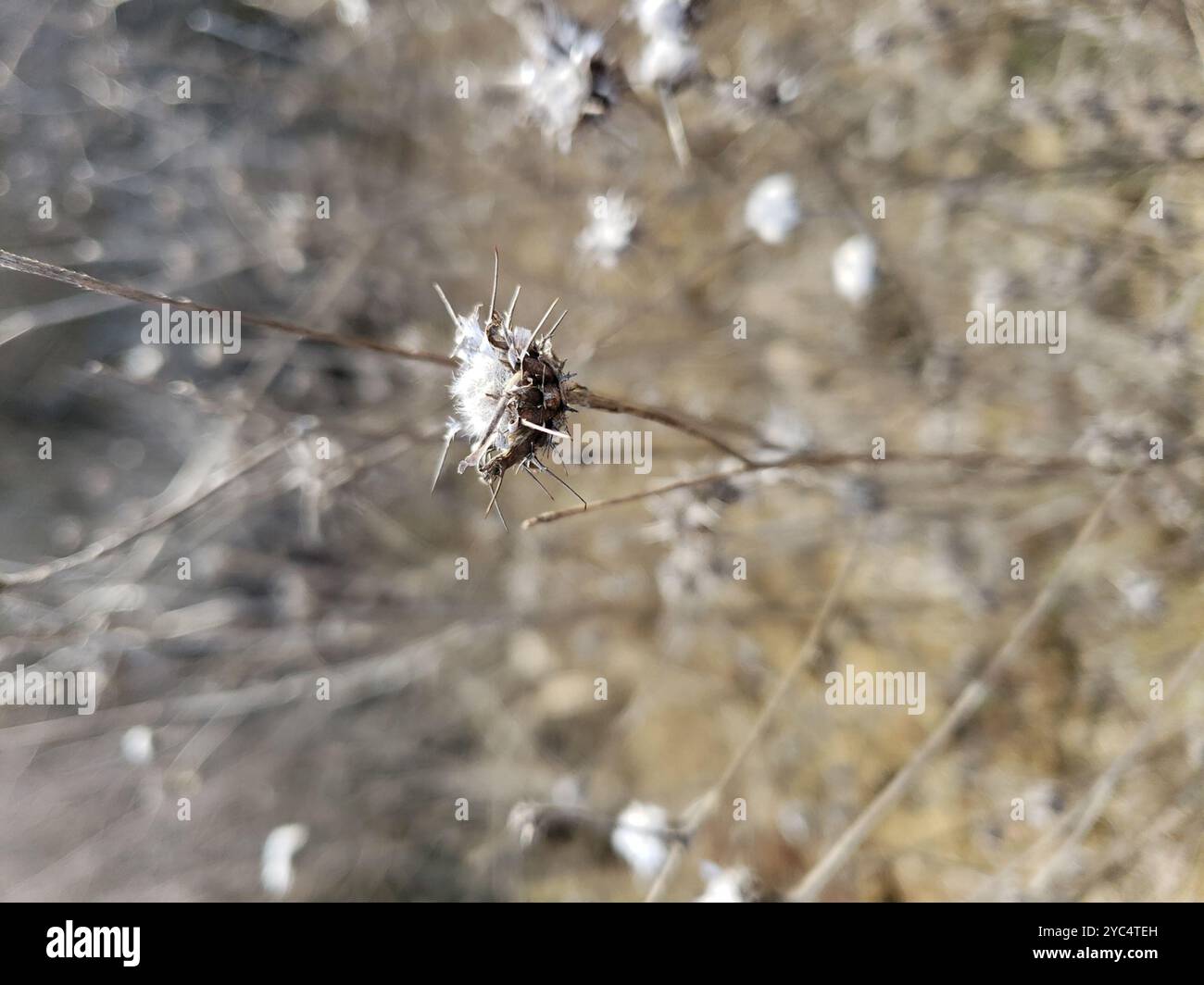 Maltese star-thistle (Centaurea melitensis) Plantae Stock Photo - Alamy