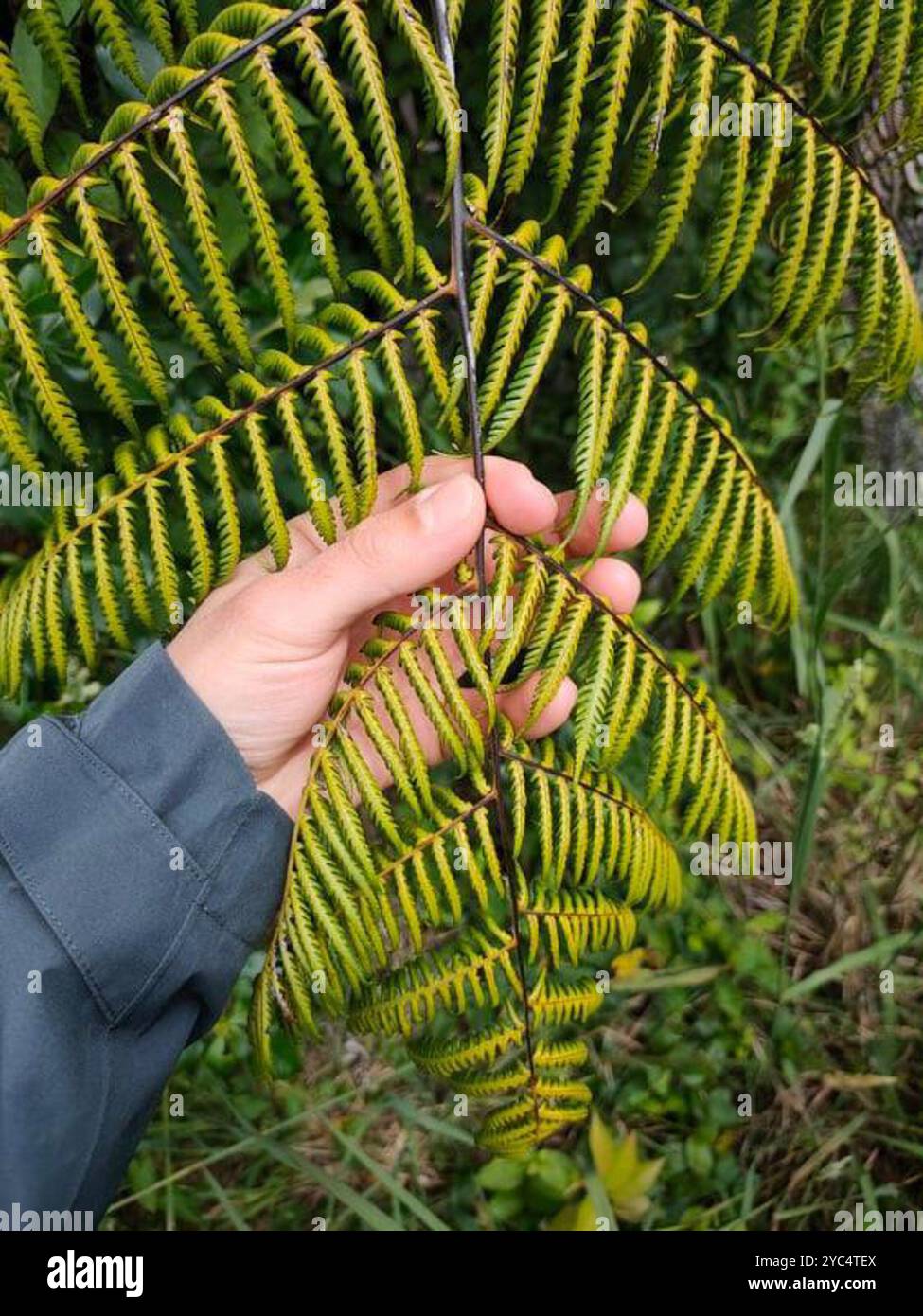 silver fern (Cyathea dealbata) Plantae Stock Photo - Alamy