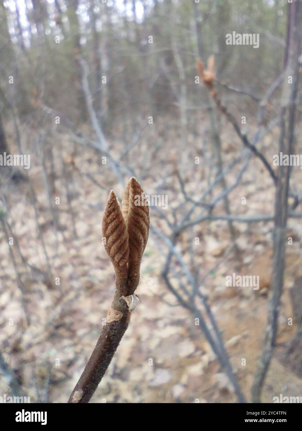 hobblebush (Viburnum lantanoides) Plantae Stock Photo - Alamy