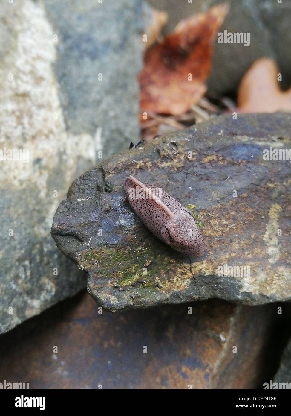 Spotted Keeled Slug (Tandonia rustica) Mollusca Stock Photo - Alamy