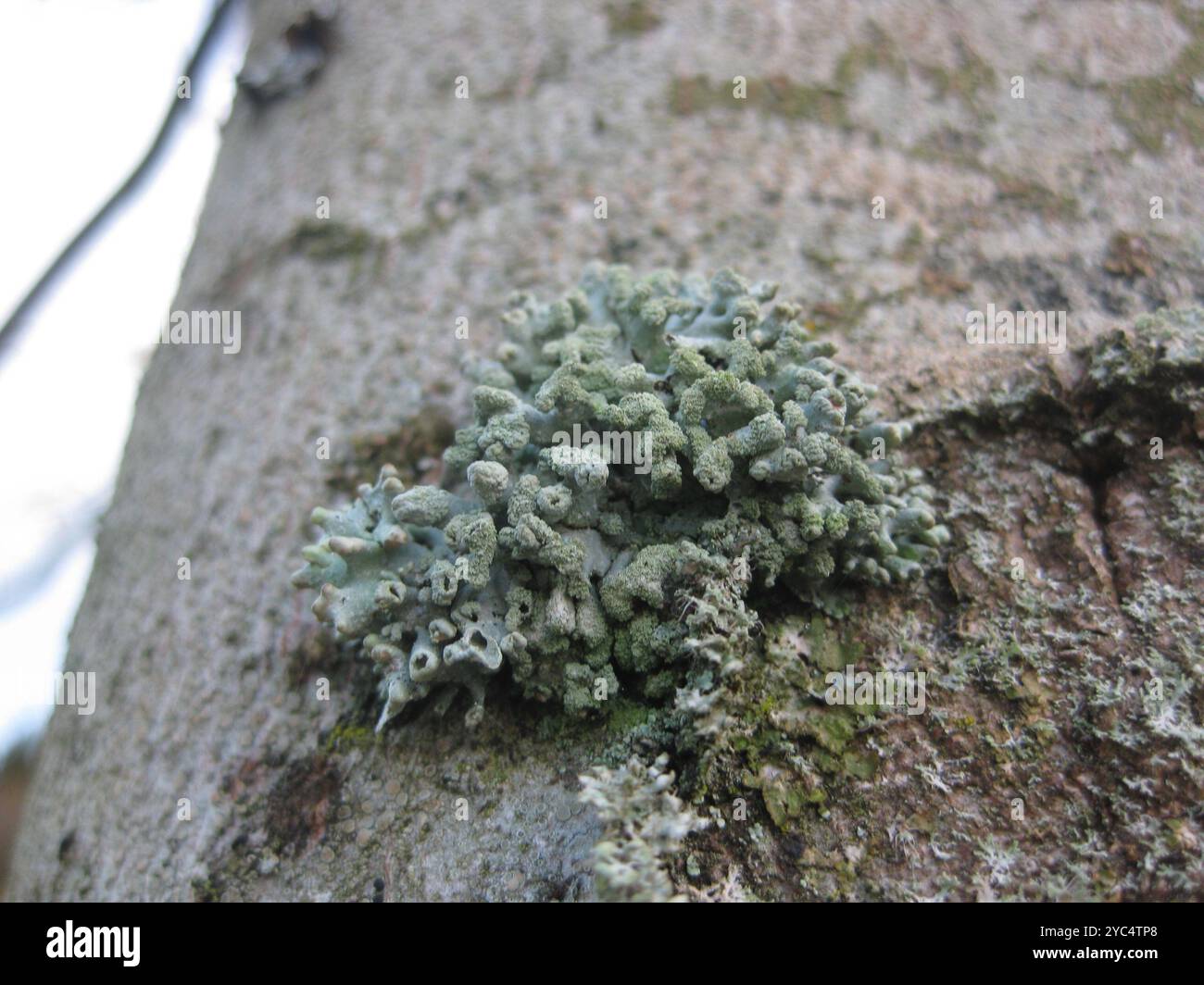 Powder-headed Tube Lichen (Hypogymnia tubulosa) Fungi Stock Photo - Alamy