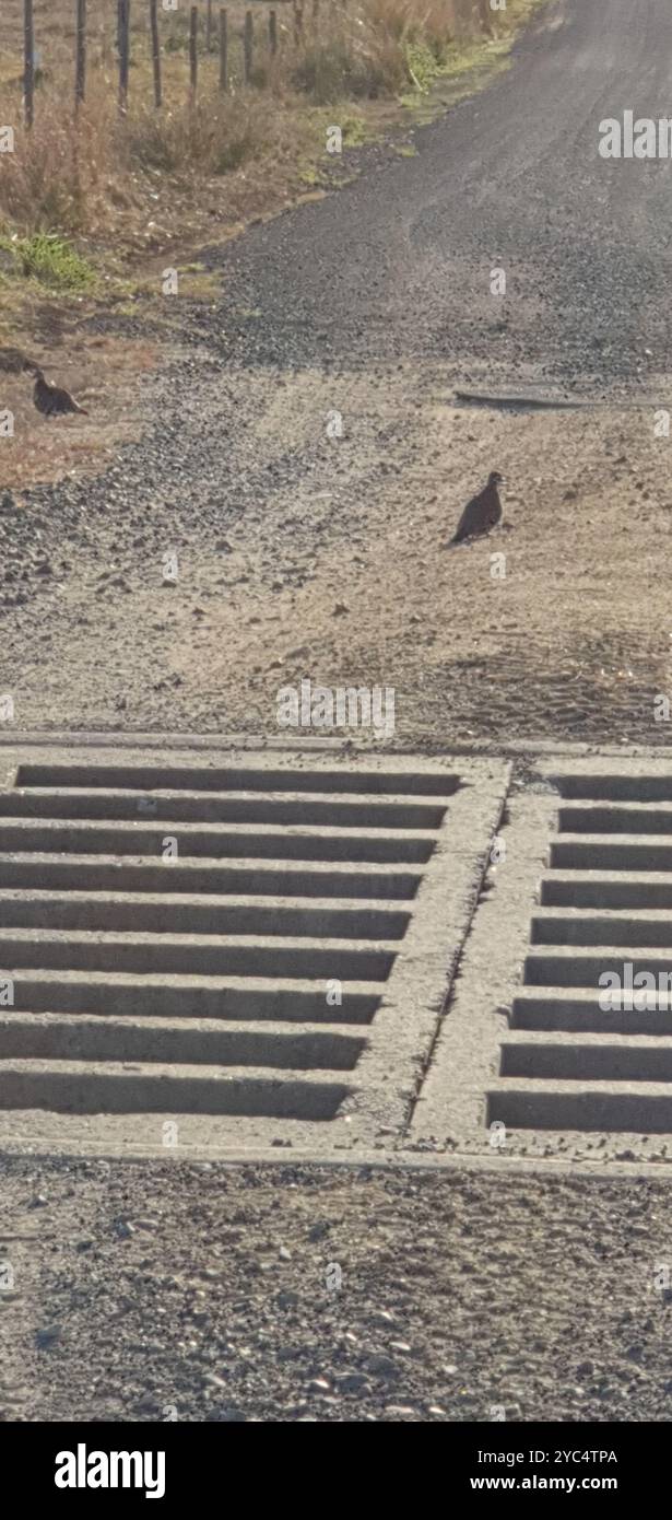 Geophaps scripta hi-res stock photography and images - Alamy