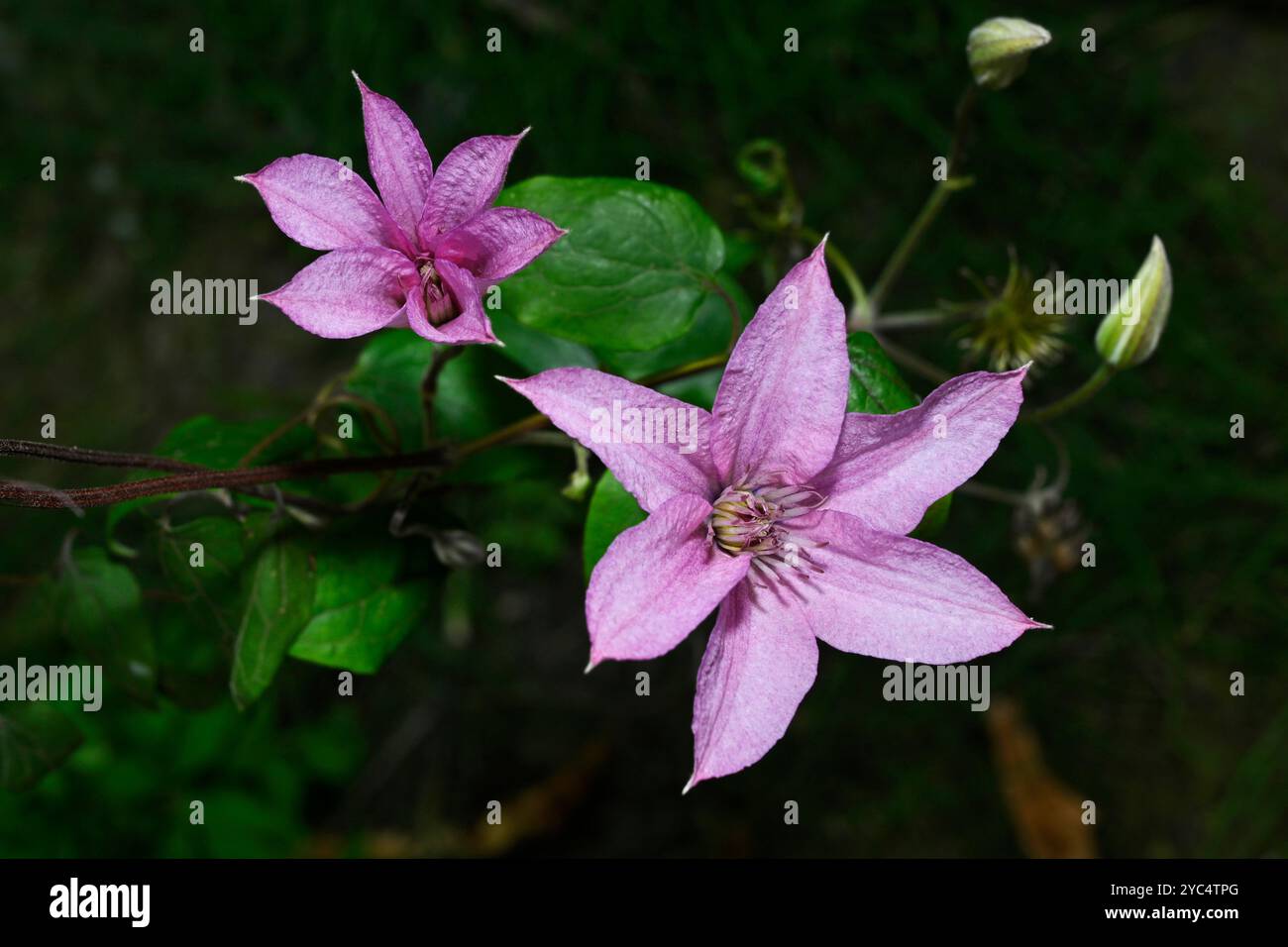 Clematis, Asian virginsbower, Clematis florida. Beautiful pink flowers ...