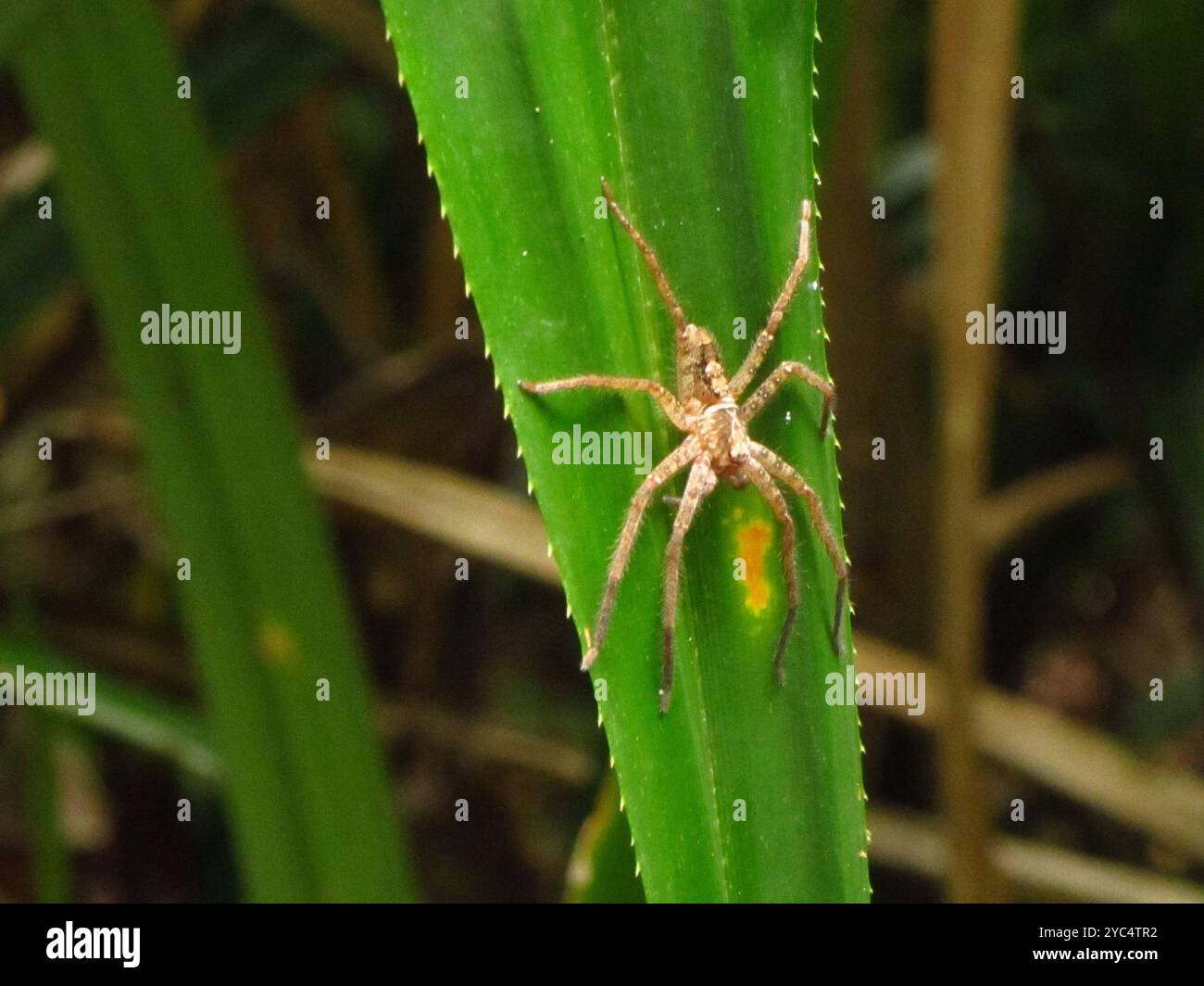 Giant Huntsman Spiders (Heteropoda) Arachnida Stock Photo - Alamy