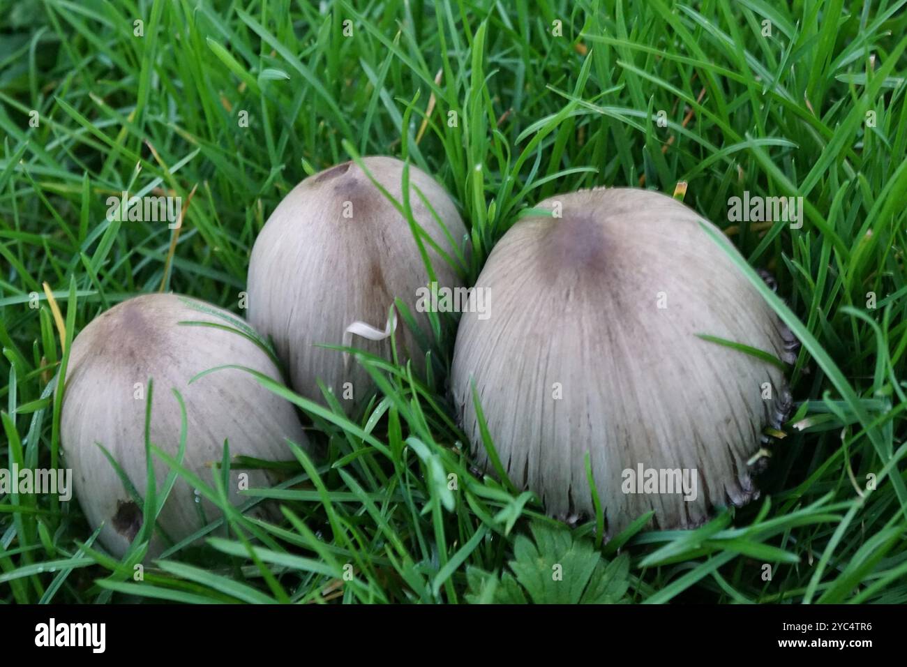 Common Ink Cap (Coprinopsis atramentaria) Fungi Stock Photo - Alamy