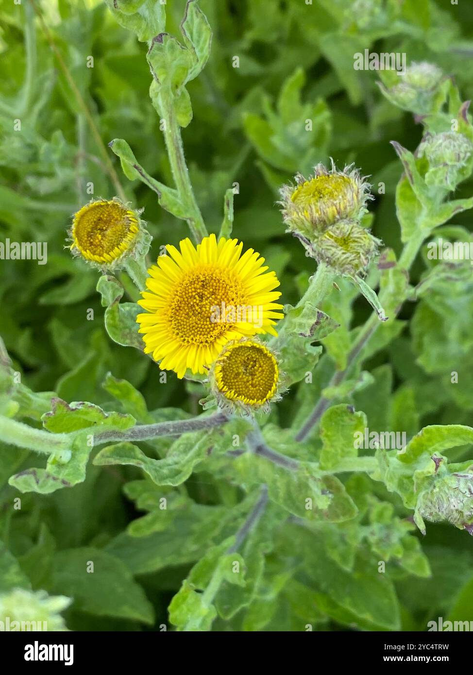 Common Fleabane (Pulicaria dysenterica) Plantae Stock Photo - Alamy