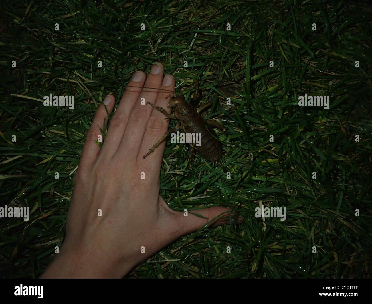 Cook Strait Giant Weta (Deinacrida rugosa) Insecta Stock Photo - Alamy