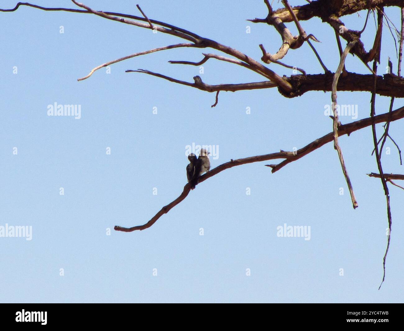 Black-faced Woodswallow (Artamus cinereus) Aves Stock Photo - Alamy