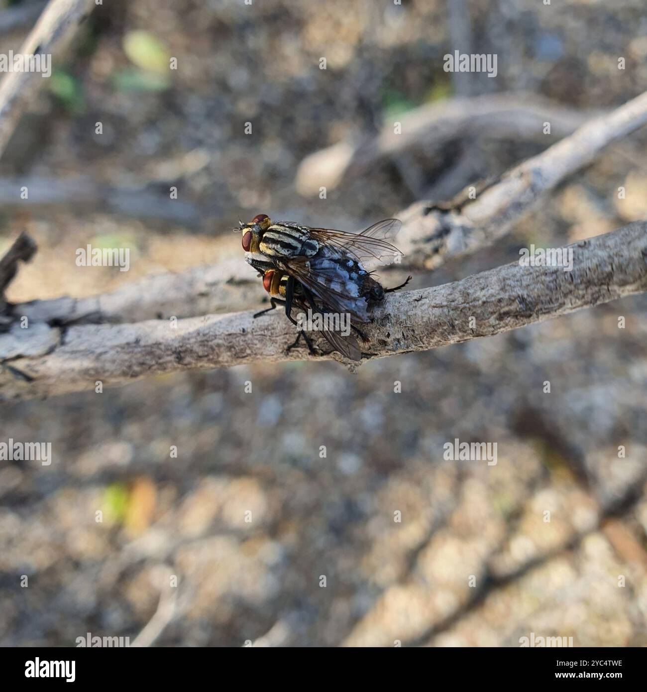 Common Flesh Flies (Sarcophaga) Insecta Stock Photo - Alamy