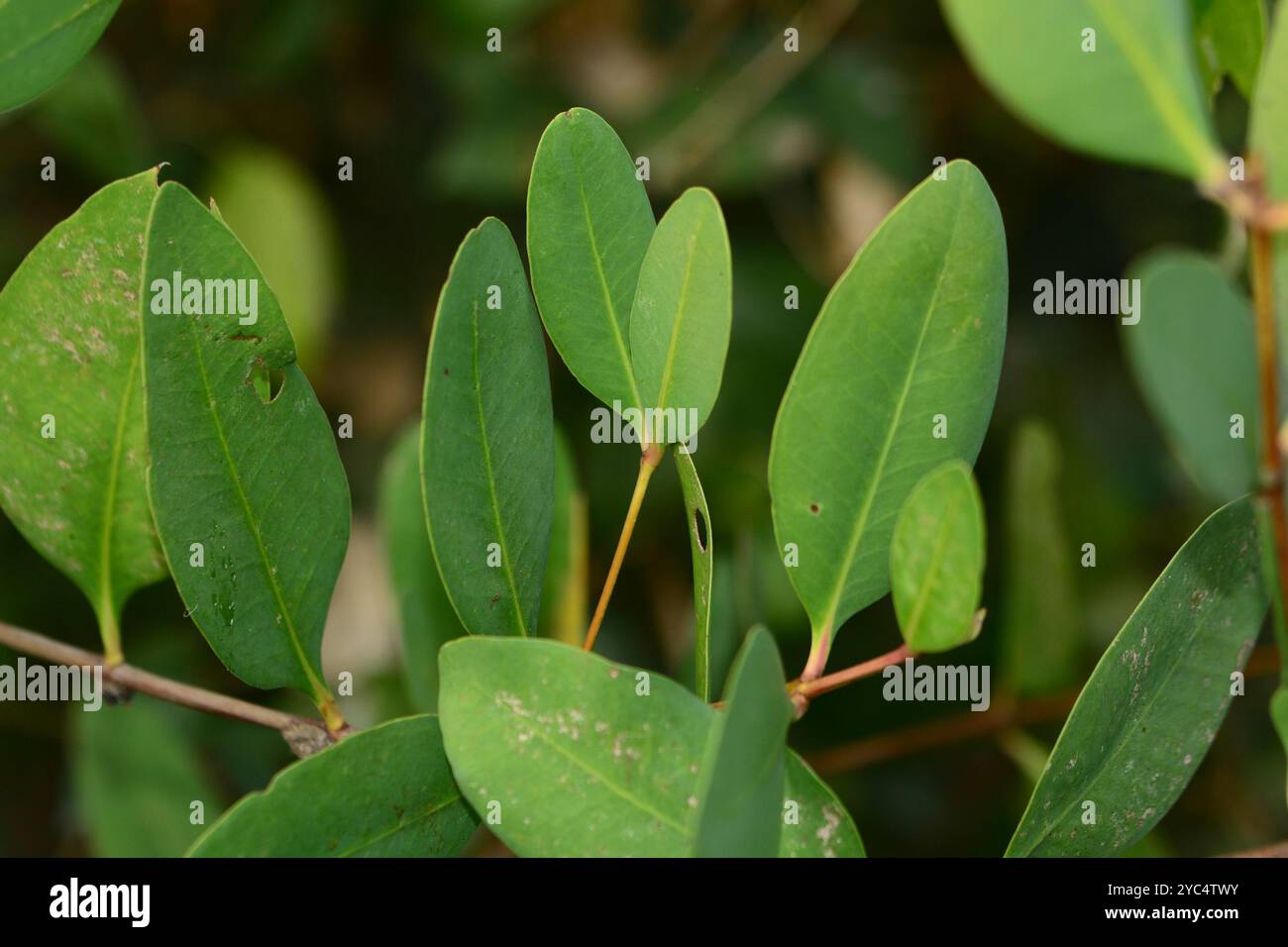 toothbrush tree (Salvadora persica) Plantae Stock Photo - Alamy