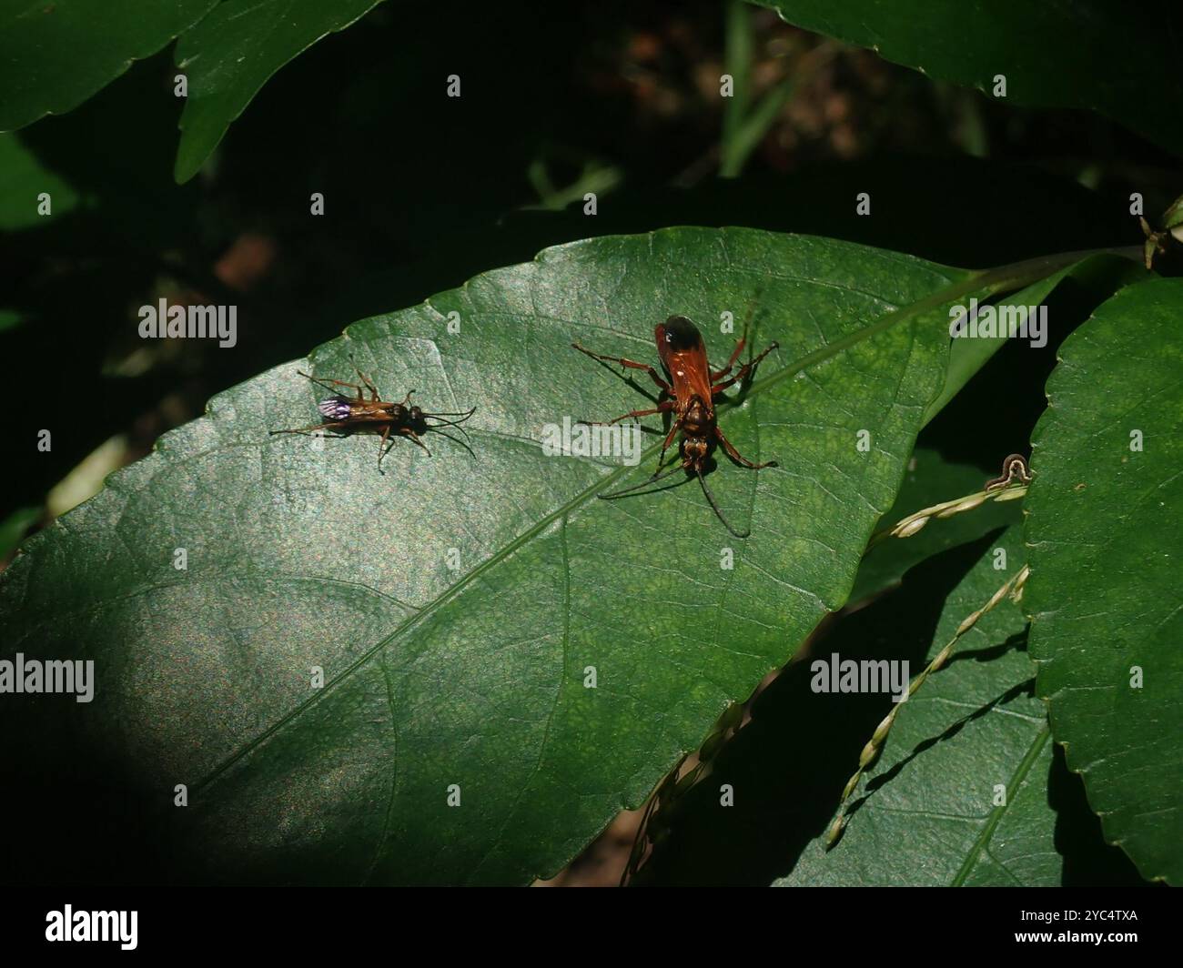 Spider Wasps (Pompilidae) Insecta Stock Photo - Alamy