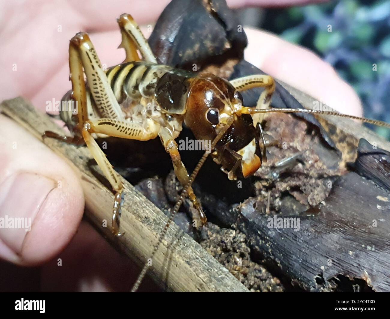 Wellington Tree Wētā (Hemideina crassidens) Insecta Stock Photo - Alamy
