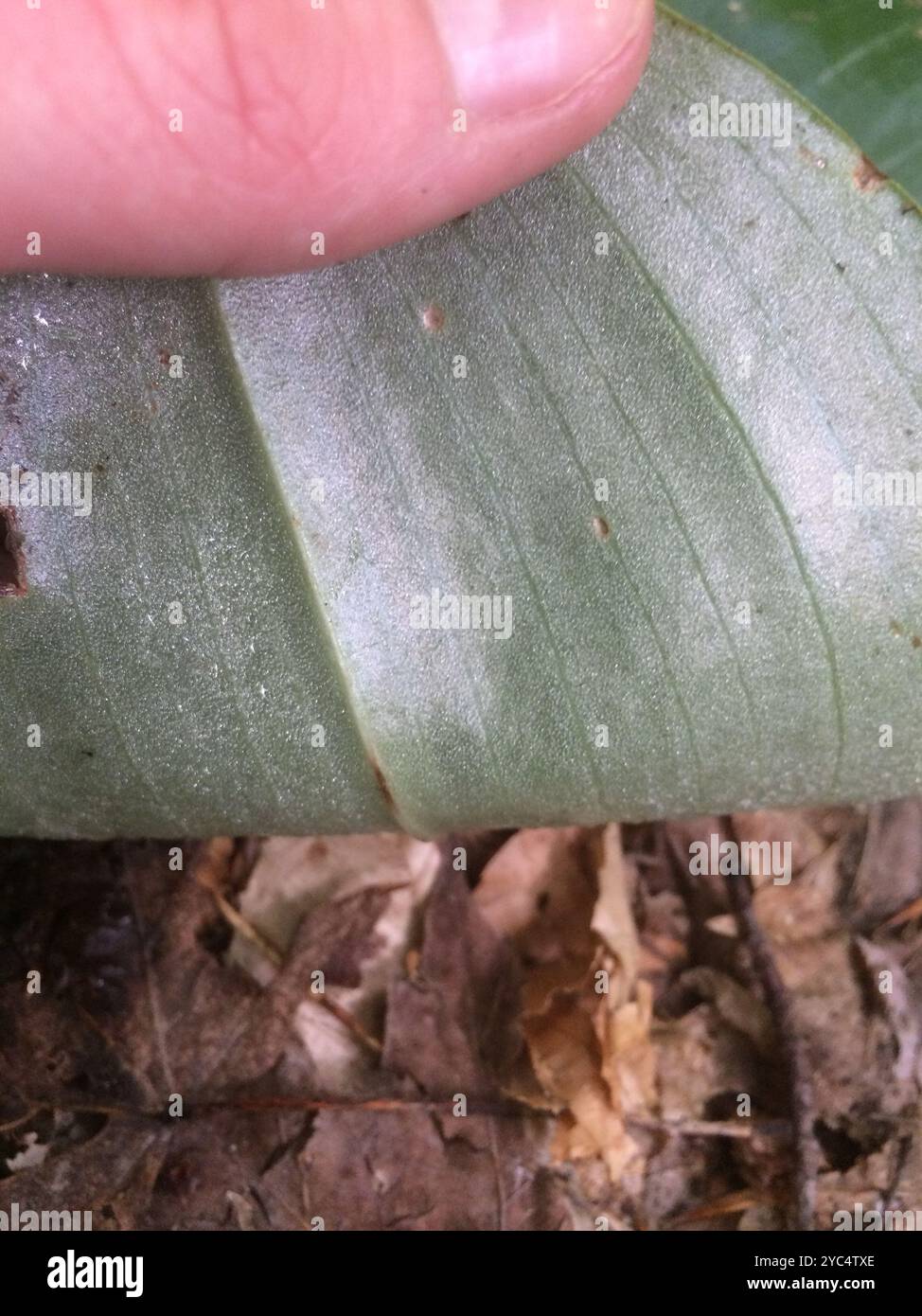 Large-leaved Bog Orchid (Platanthera macrophylla) Plantae Stock Photo ...