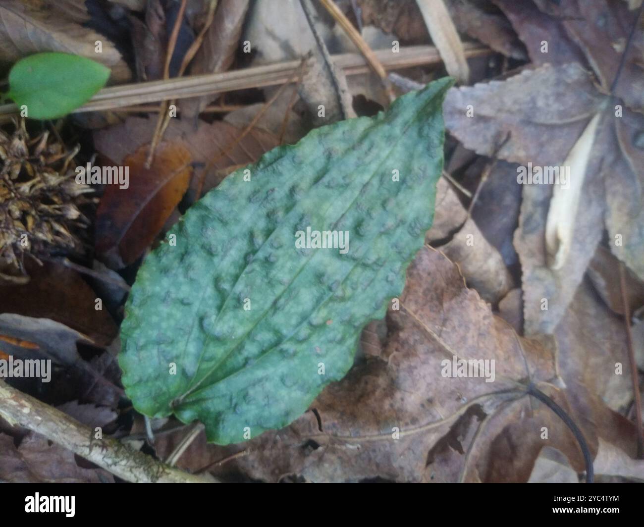 crane-fly orchid (Tipularia discolor) Plantae Stock Photo - Alamy