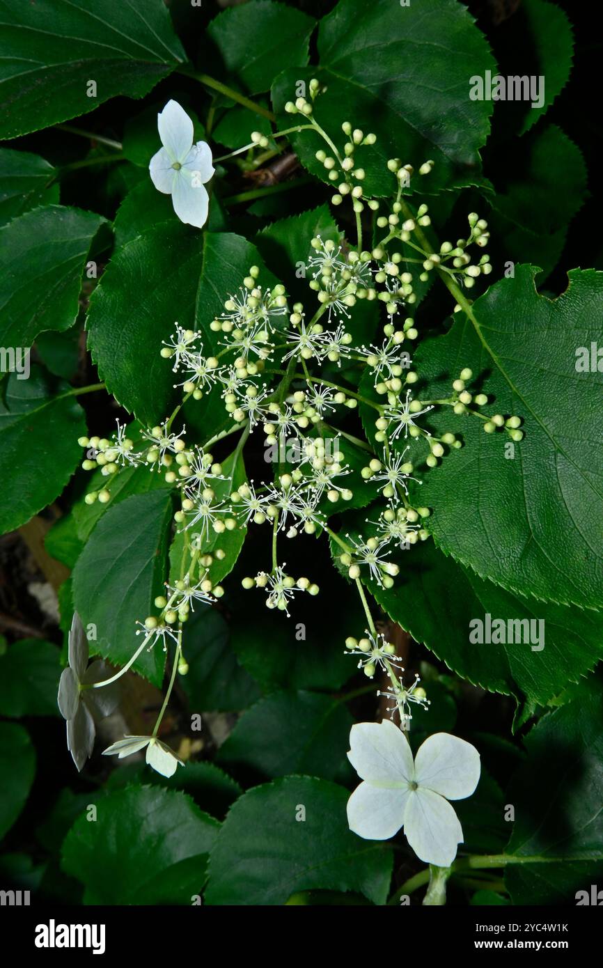 Different stages of growth at same time hi-res stock photography and ...