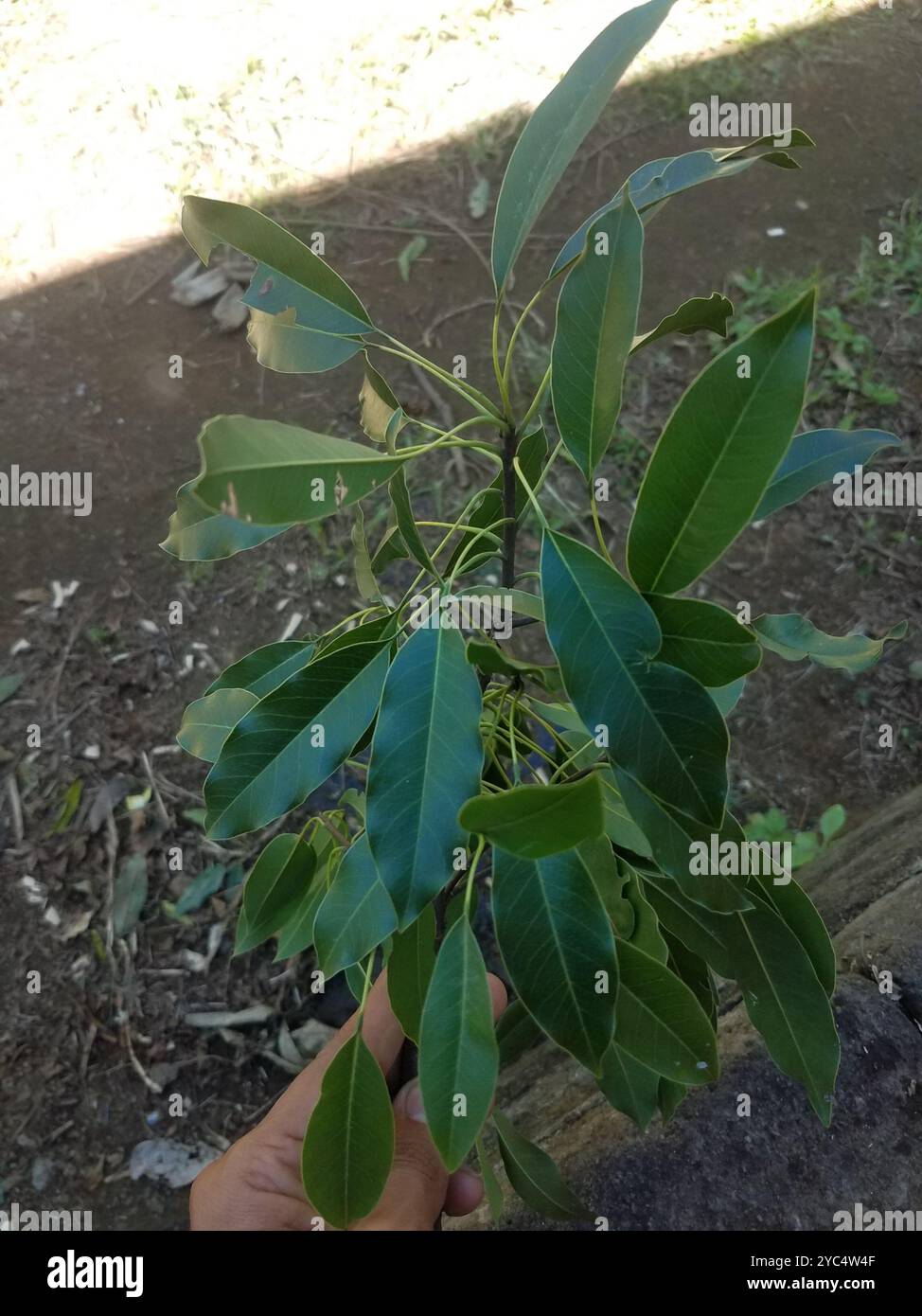 (Sideroxylon capiri) Plantae Stock Photo - Alamy