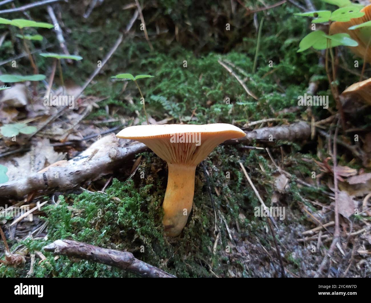 Common Milkcaps (Lactarius) Fungi Stock Photo - Alamy