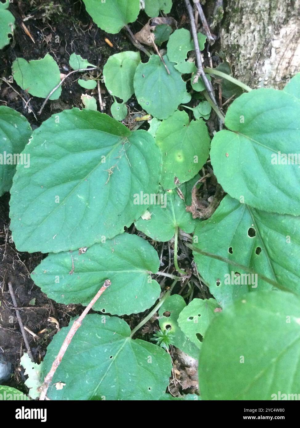 Round-leaved Violet (Viola rotundifolia) Plantae Stock Photo - Alamy