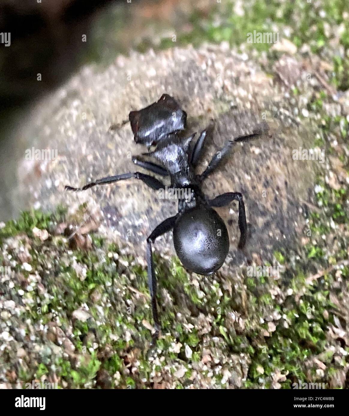 Common Giant Turtle Ant (Cephalotes atratus) Insecta Stock Photo - Alamy
