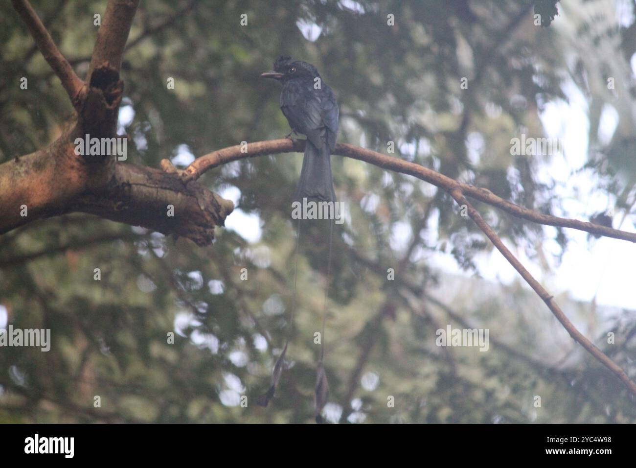 Greater Racket-tailed Drongo (Dicrurus paradiseus) Aves Stock Photo - Alamy