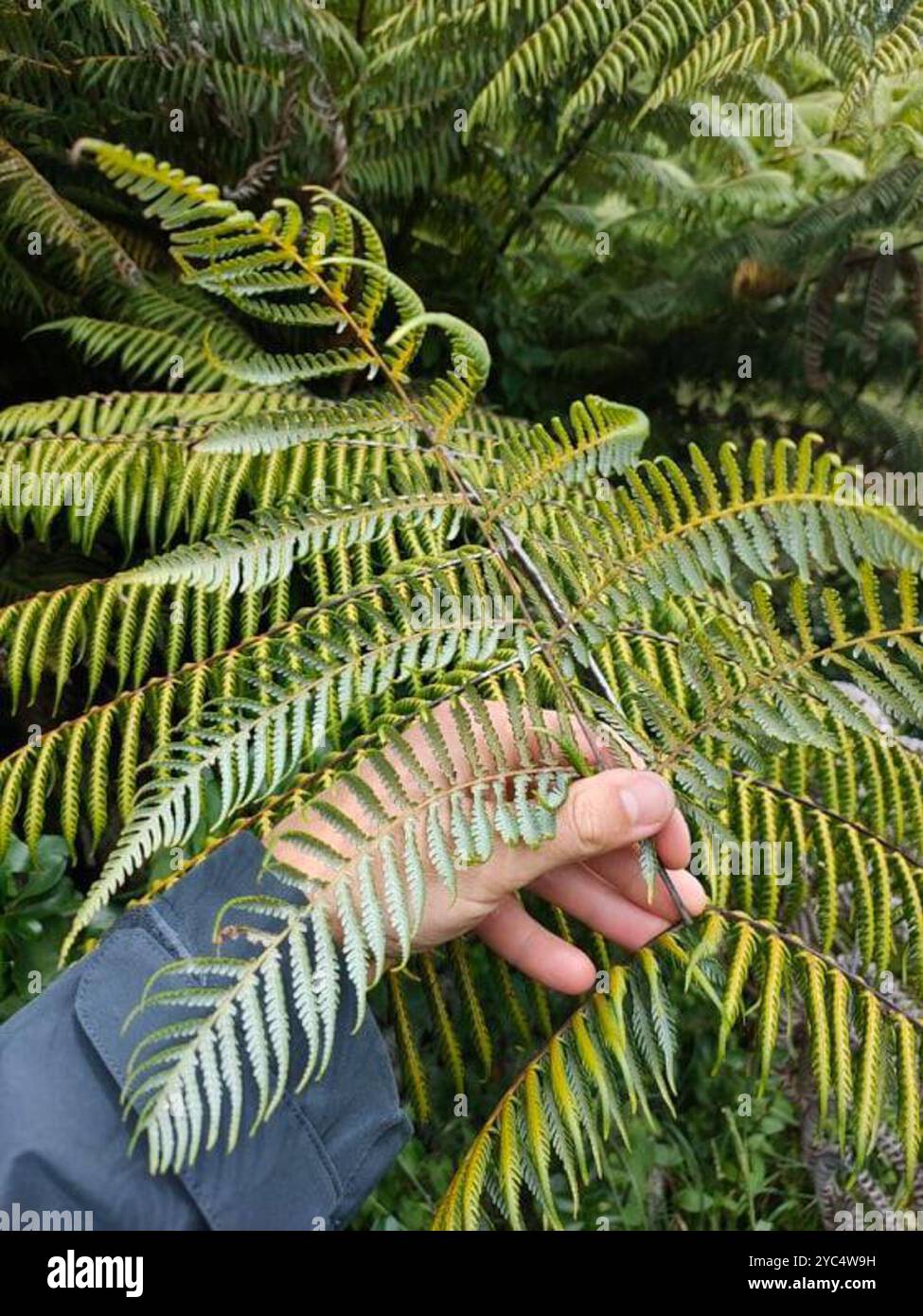 silver fern (Cyathea dealbata) Plantae Stock Photo - Alamy