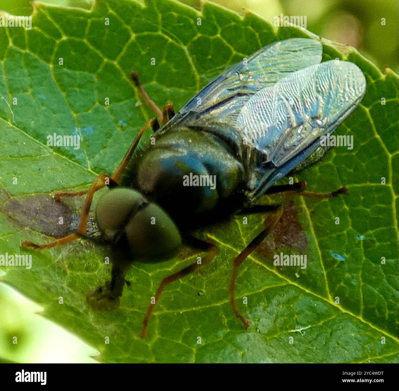 Soldier Flies (Stratiomyidae) Insecta Stock Photo - Alamy