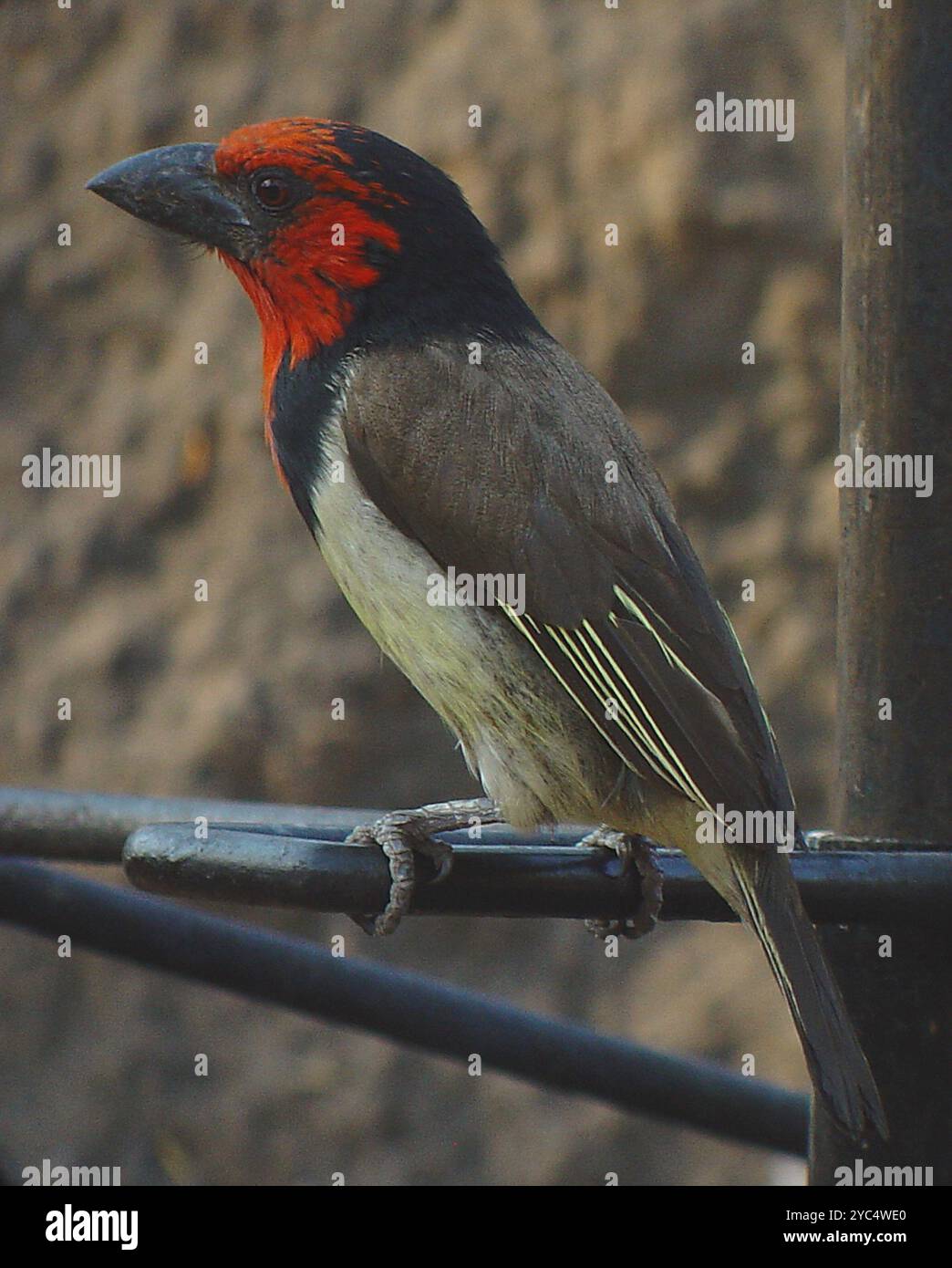 Black-collared Barbet (Lybius torquatus) Aves Stock Photo - Alamy