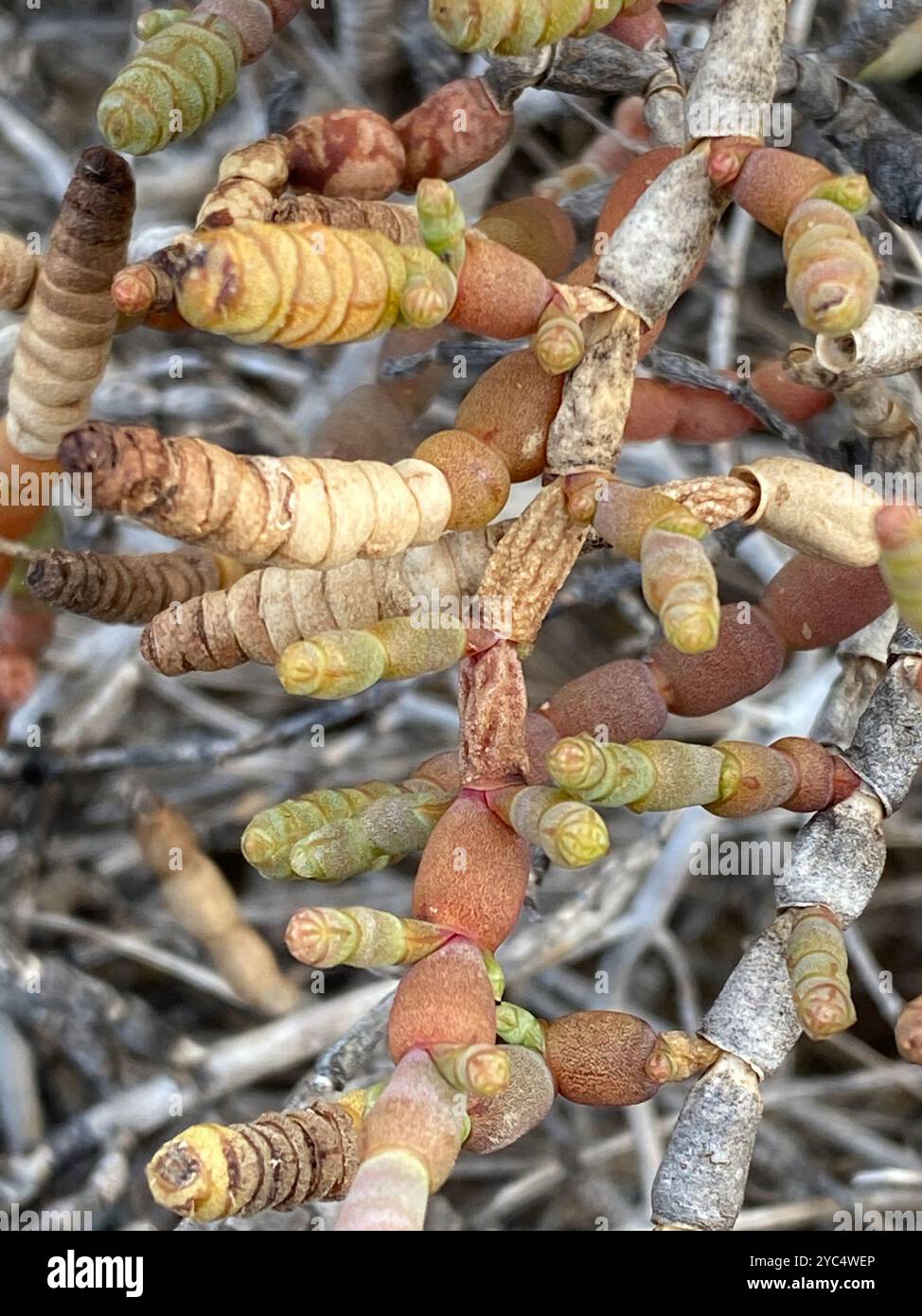 Mungily (Tecticornia indica) Plantae Stock Photo - Alamy