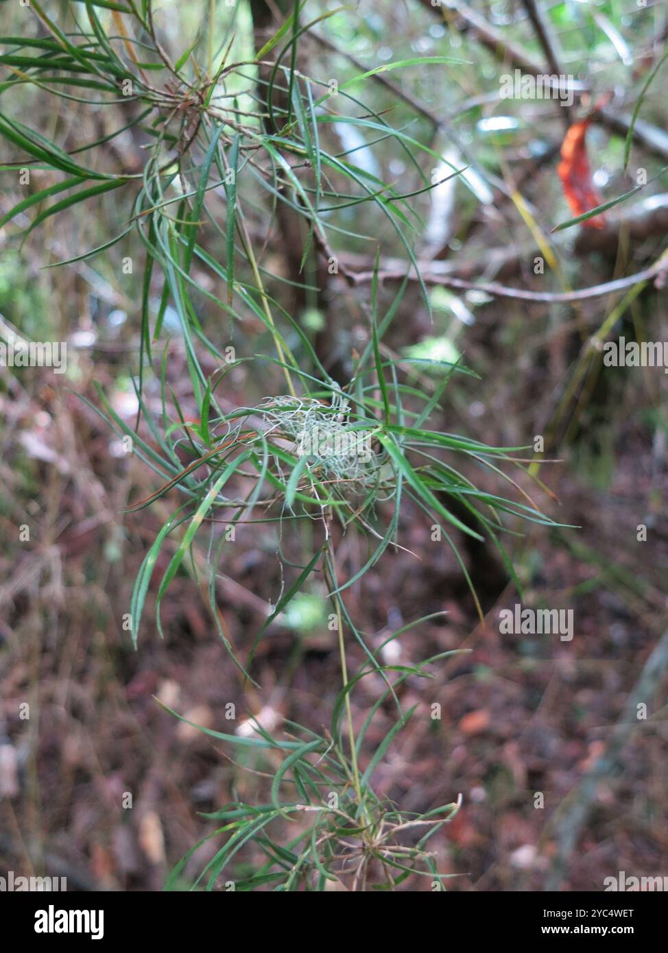(Nastus aristatus) Plantae Stock Photo - Alamy