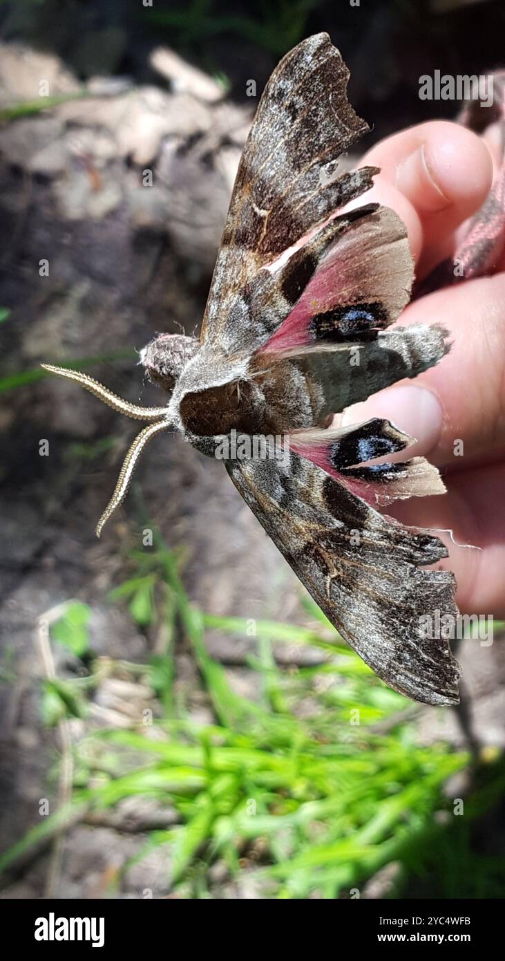 One-eyed Sphinx (Smerinthus cerisyi) Insecta Stock Photo - Alamy