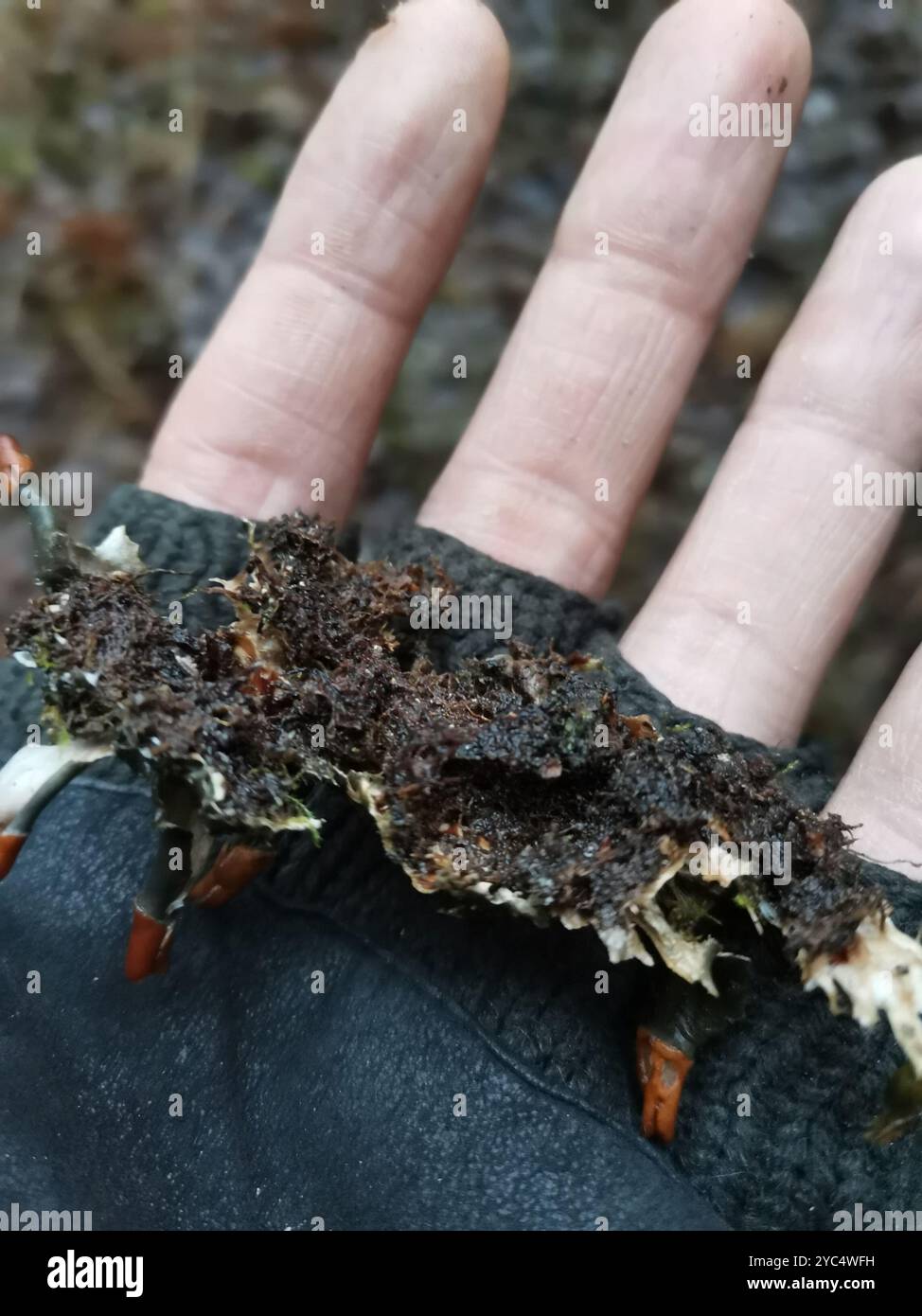 pelt lichens (Peltigera) Fungi Stock Photo - Alamy