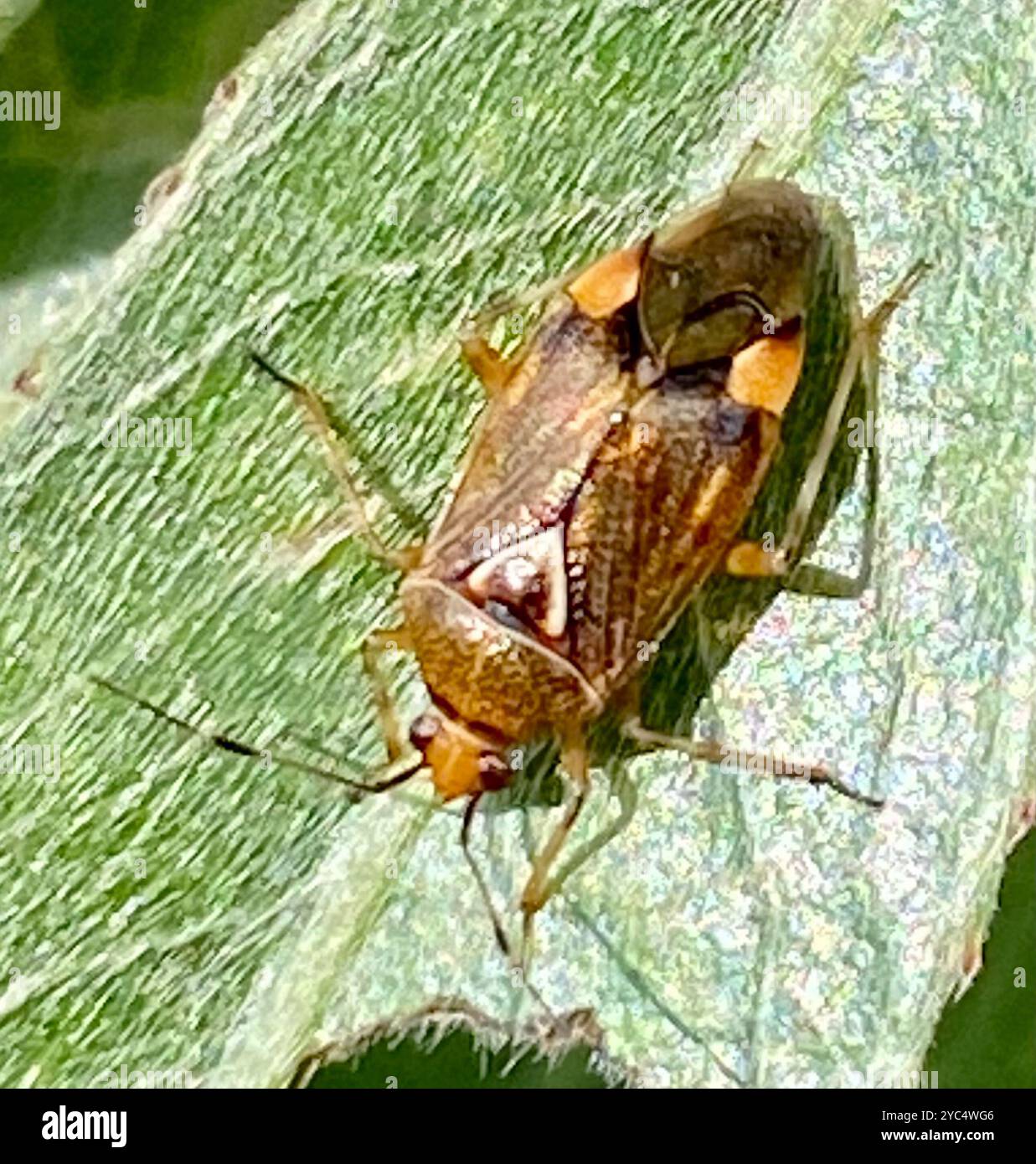 (Deraeocoris flavilinea) Insecta Stock Photo - Alamy