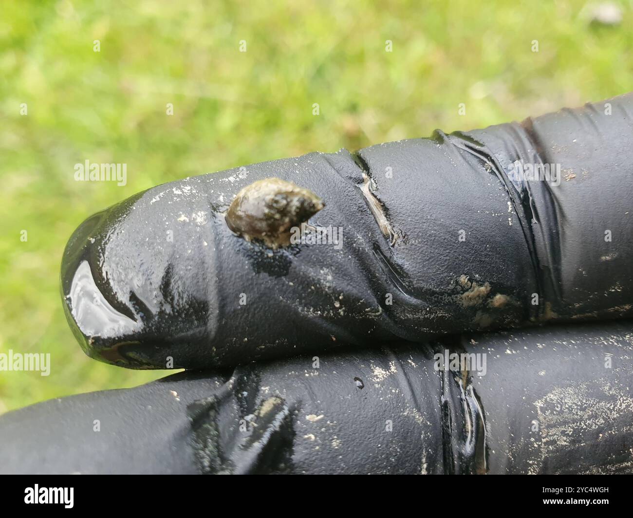 Acute Bladder Snail (Physella acuta) Mollusca Stock Photo - Alamy