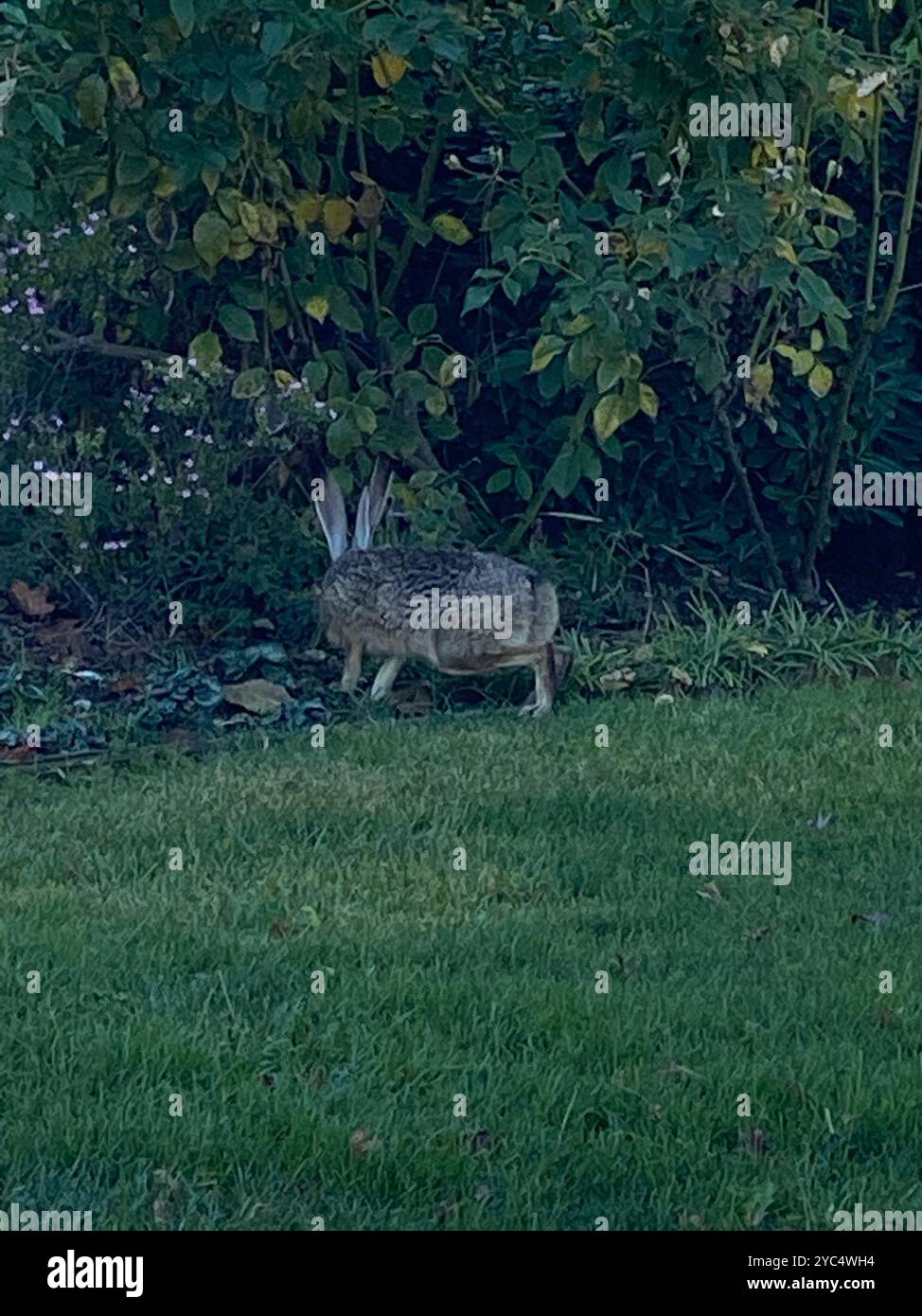 Black-tailed Jackrabbit (Lepus californicus) Mammalia Stock Photo - Alamy