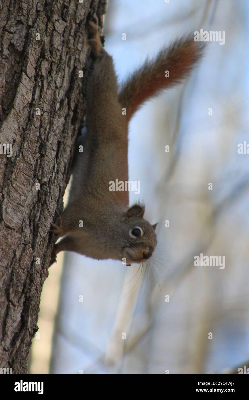 American Red Squirrel (Tamiasciurus hudsonicus) Mammalia Stock Photo ...