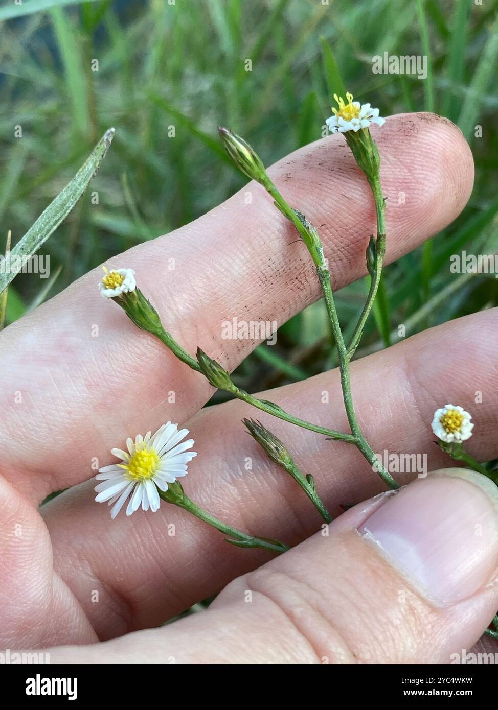 Bahaman aster (Symphyotrichum bahamense) Plantae Stock Photo - Alamy