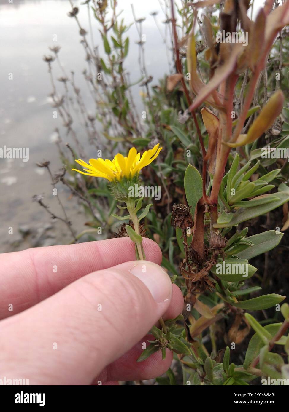 Oregon Gumplant (Grindelia stricta) Plantae Stock Photo - Alamy