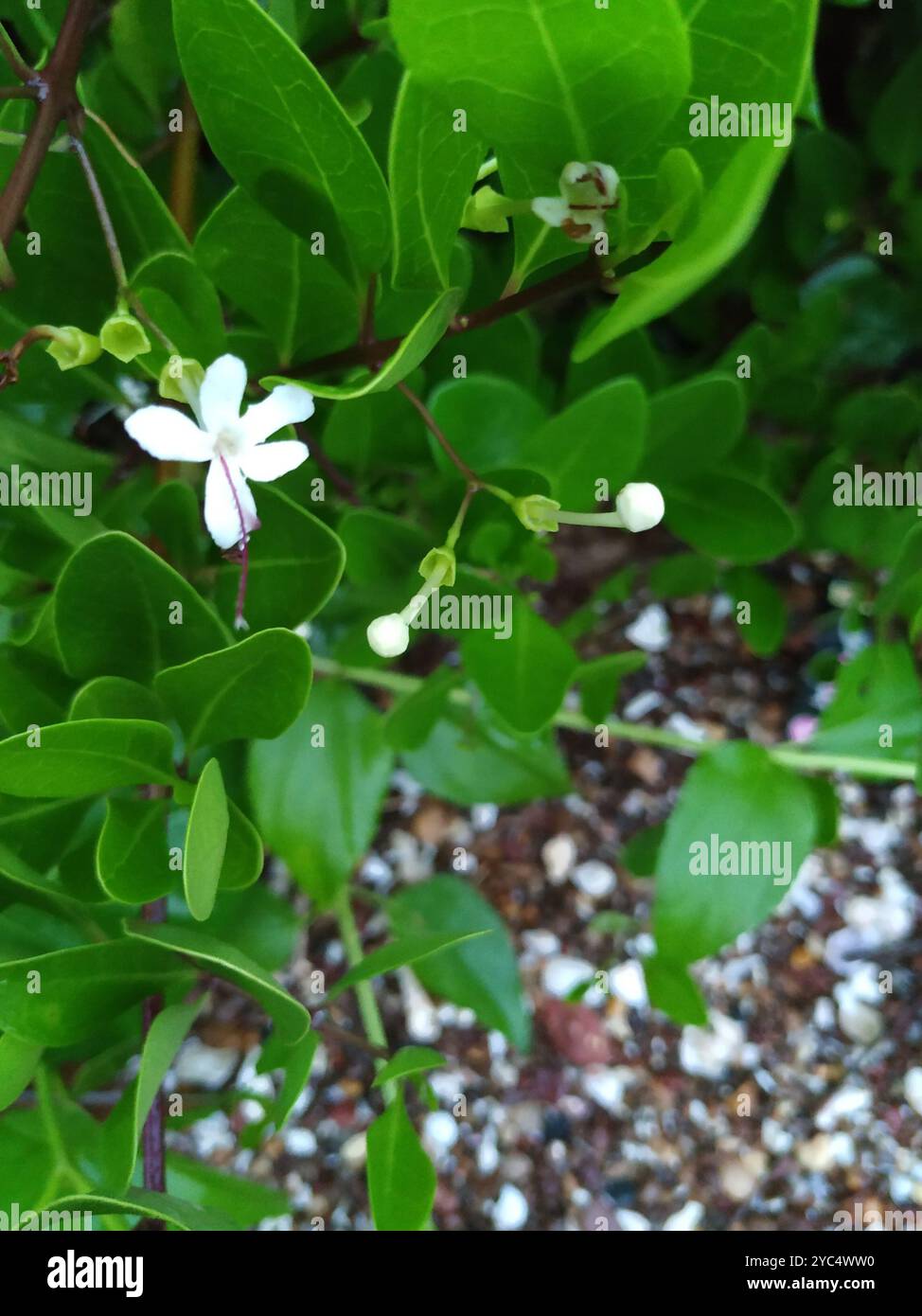 Volkameria inermis hi-res stock photography and images - Alamy