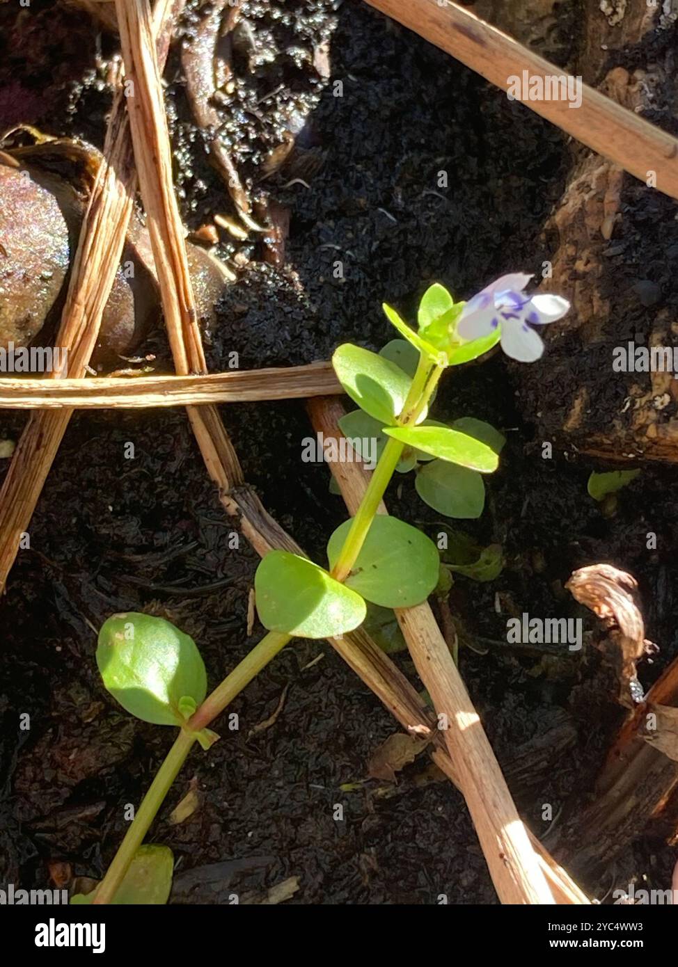 Roundleaf Lindernia (Lindernia rotundifolia) Plantae Stock Photo - Alamy