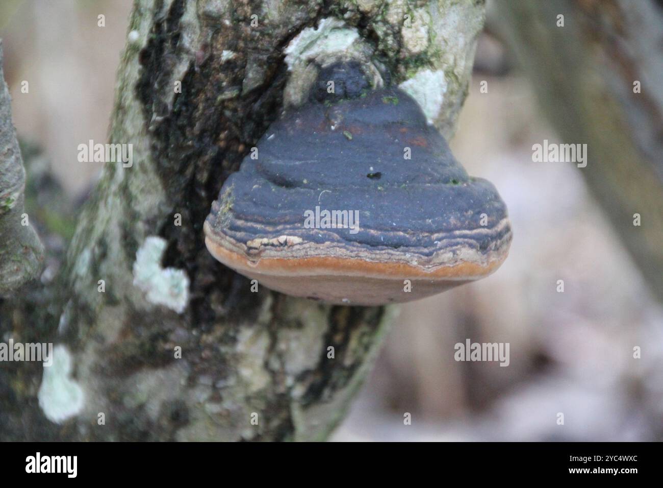 Red-banded Polypore (Fomitopsis pinicola) Fungi Stock Photo - Alamy