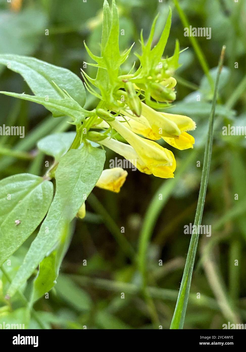 Common Cow-wheat (Melampyrum pratense) Plantae Stock Photo - Alamy