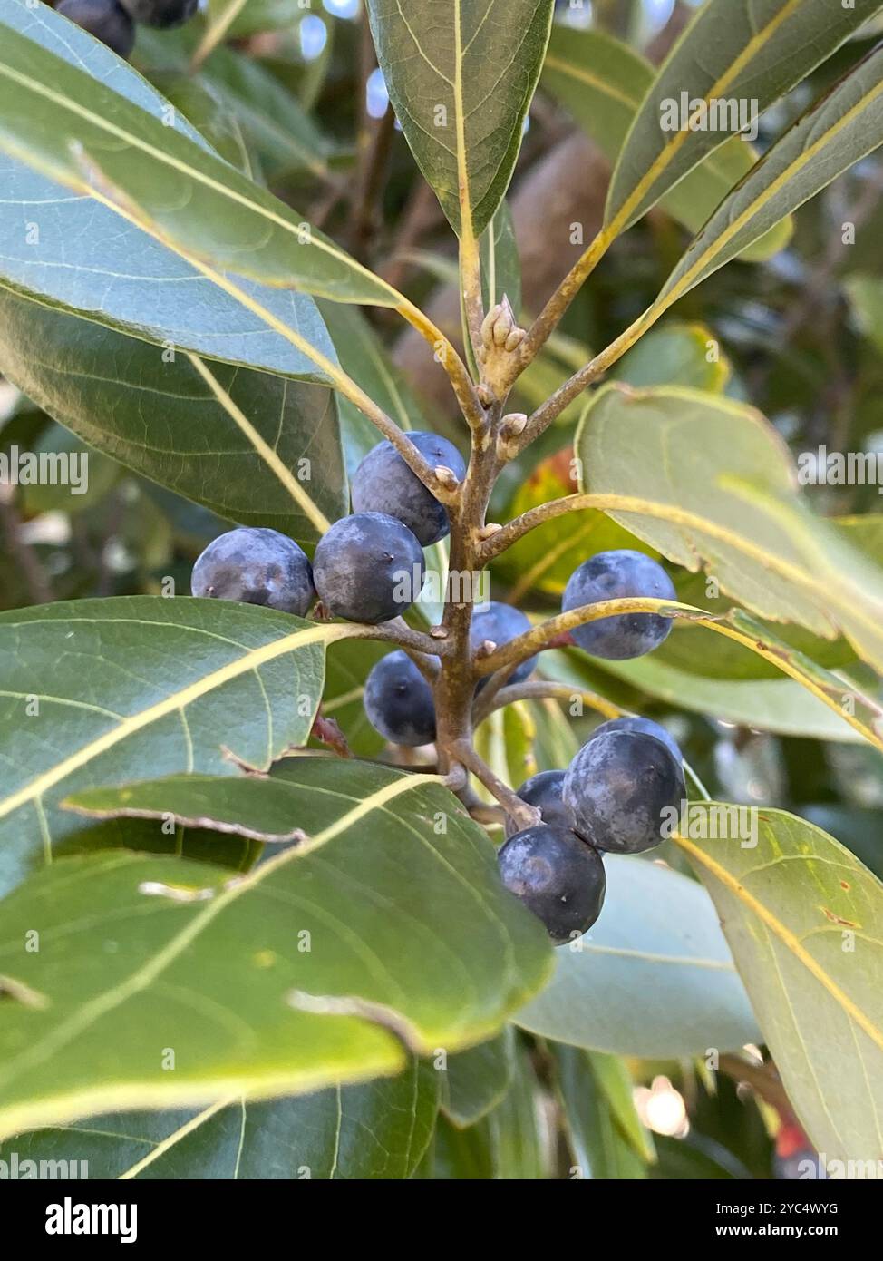 redbay (Persea borbonia) Plantae Stock Photo - Alamy