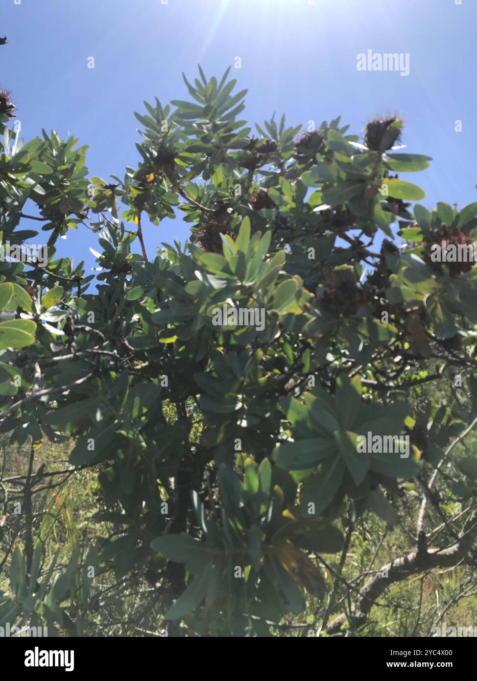 Wagon Tree (Protea nitida) Plantae Stock Photo - Alamy