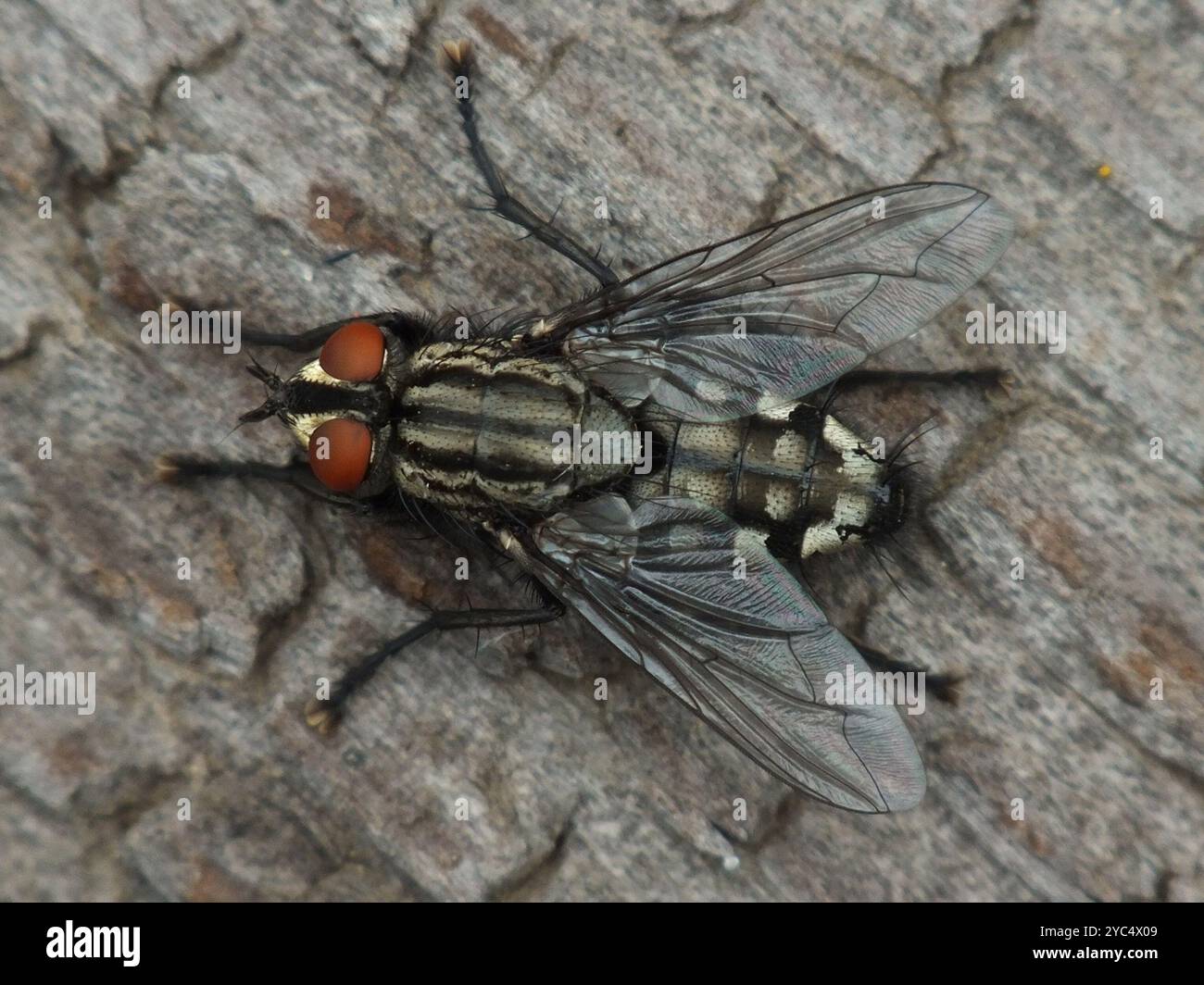 Common Flesh Flies (Sarcophaga) Insecta Stock Photo - Alamy