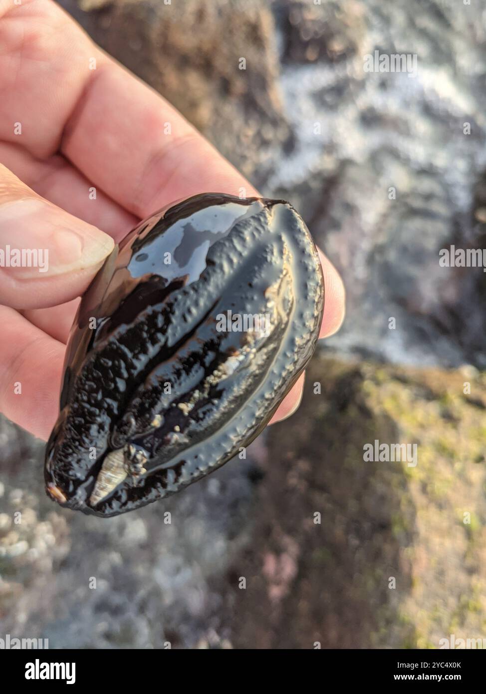 Humpback Cowry (Mauritia mauritiana) Mollusca Stock Photo - Alamy